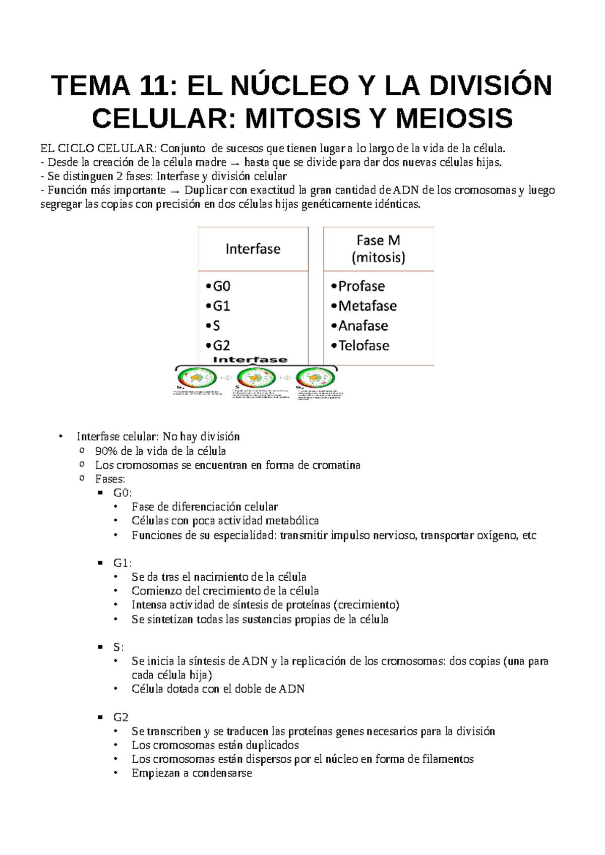 TEMA 11 Mitosis Y Meiosis - TEMA 11: EL NÚCLEO Y LA DIVISIÓN CELULAR ...