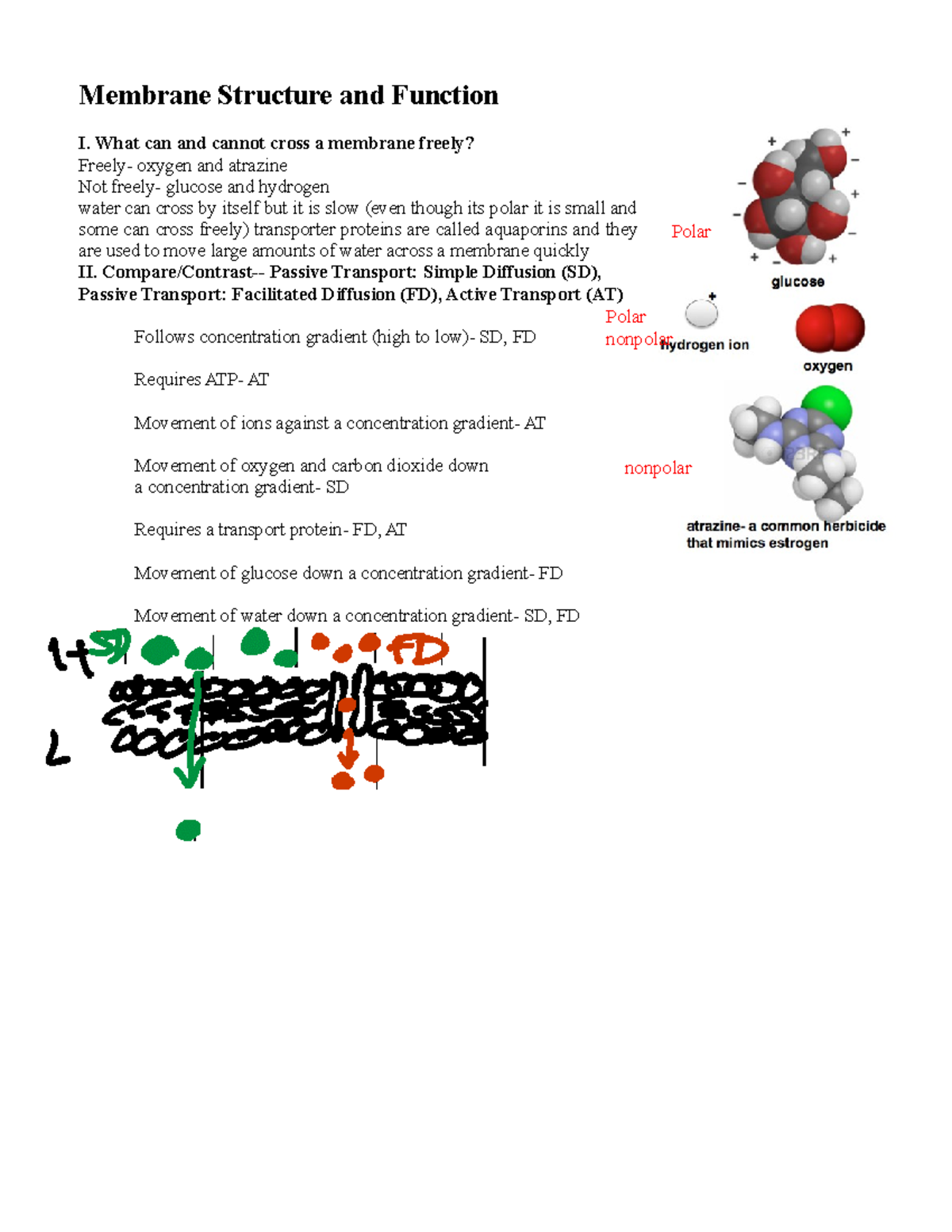 Lesson 4 Class Outline Membrane Structure and Function - Membrane ...