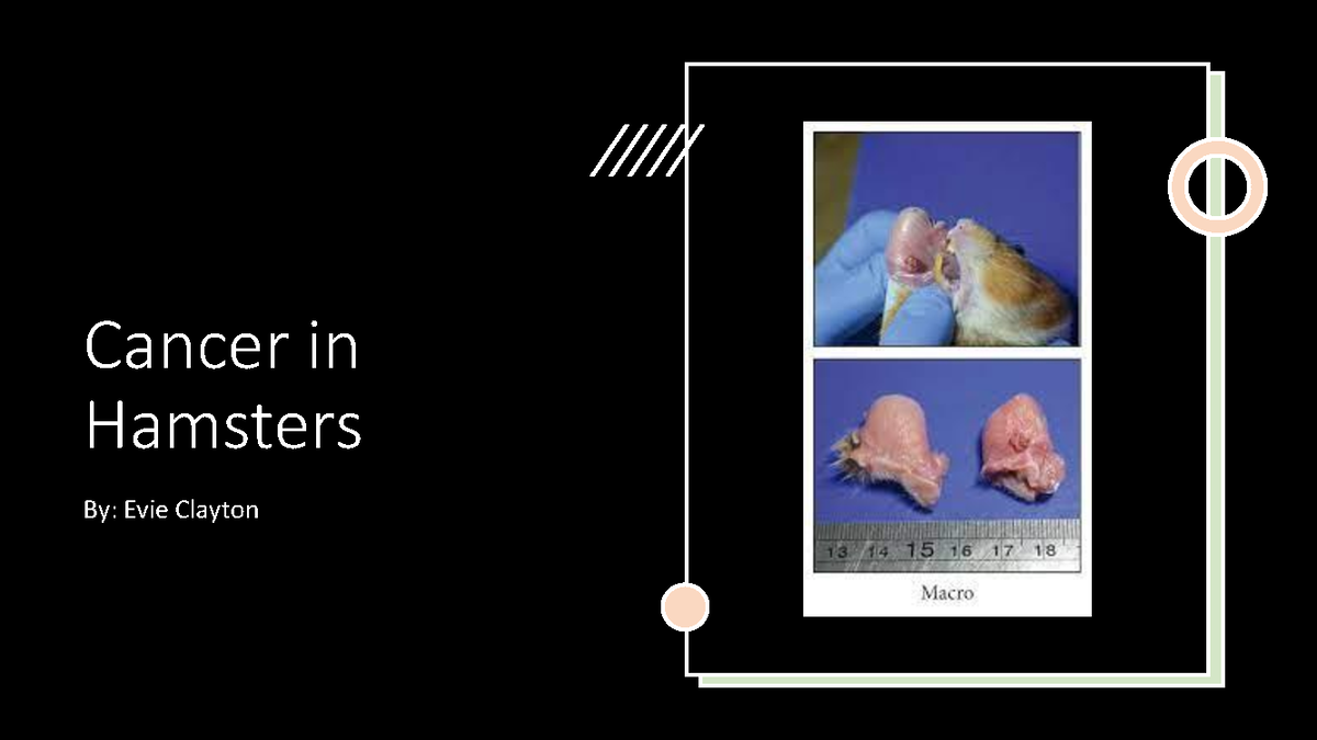 Cancer in Hamsters - Cancer in Hamsters By: Evie Clayton Overview ...