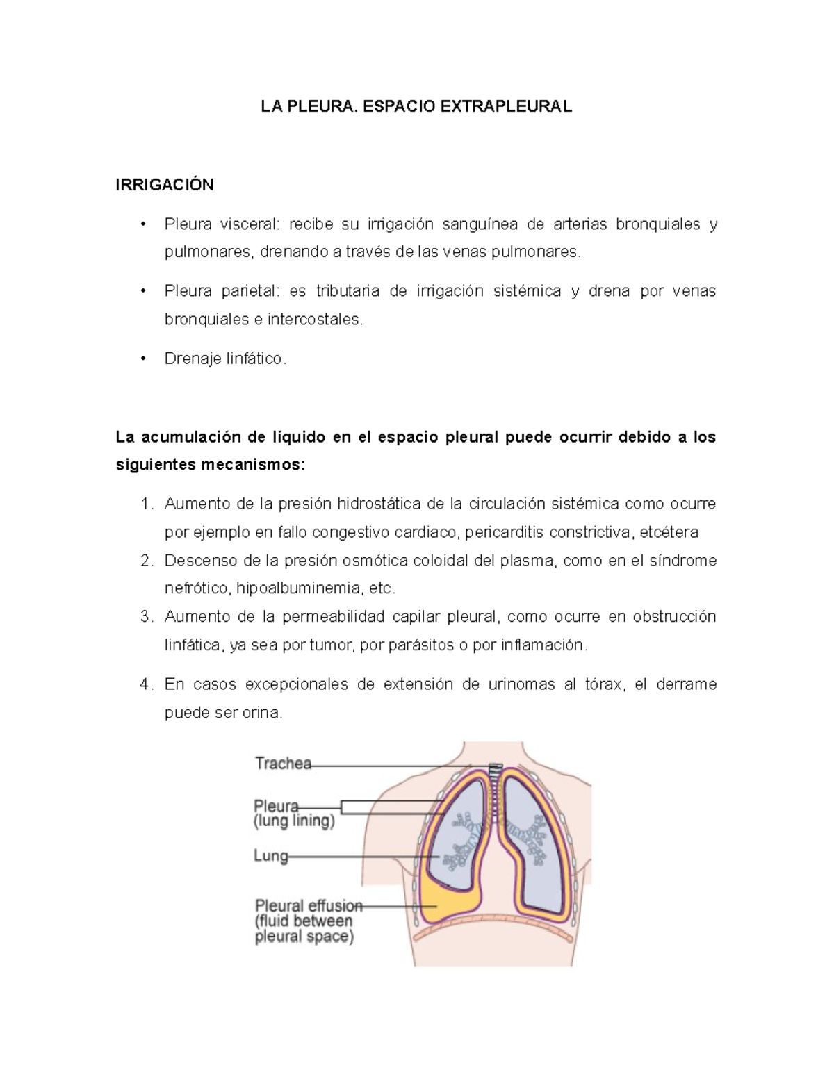 LA Pleura - Apuntes 3 - LA PLEURA. ESPACIO EXTRAPLEURAL IRRIGACIÓN ...