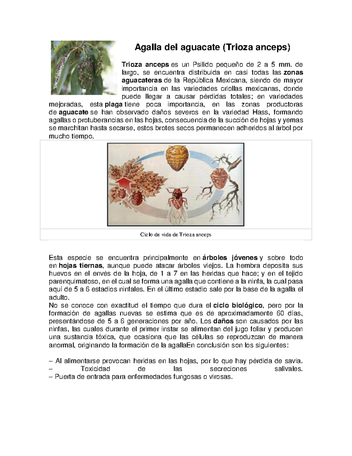 Agalla del aguacate ok - Los PDF de las plagas - Agalla del aguacate ...