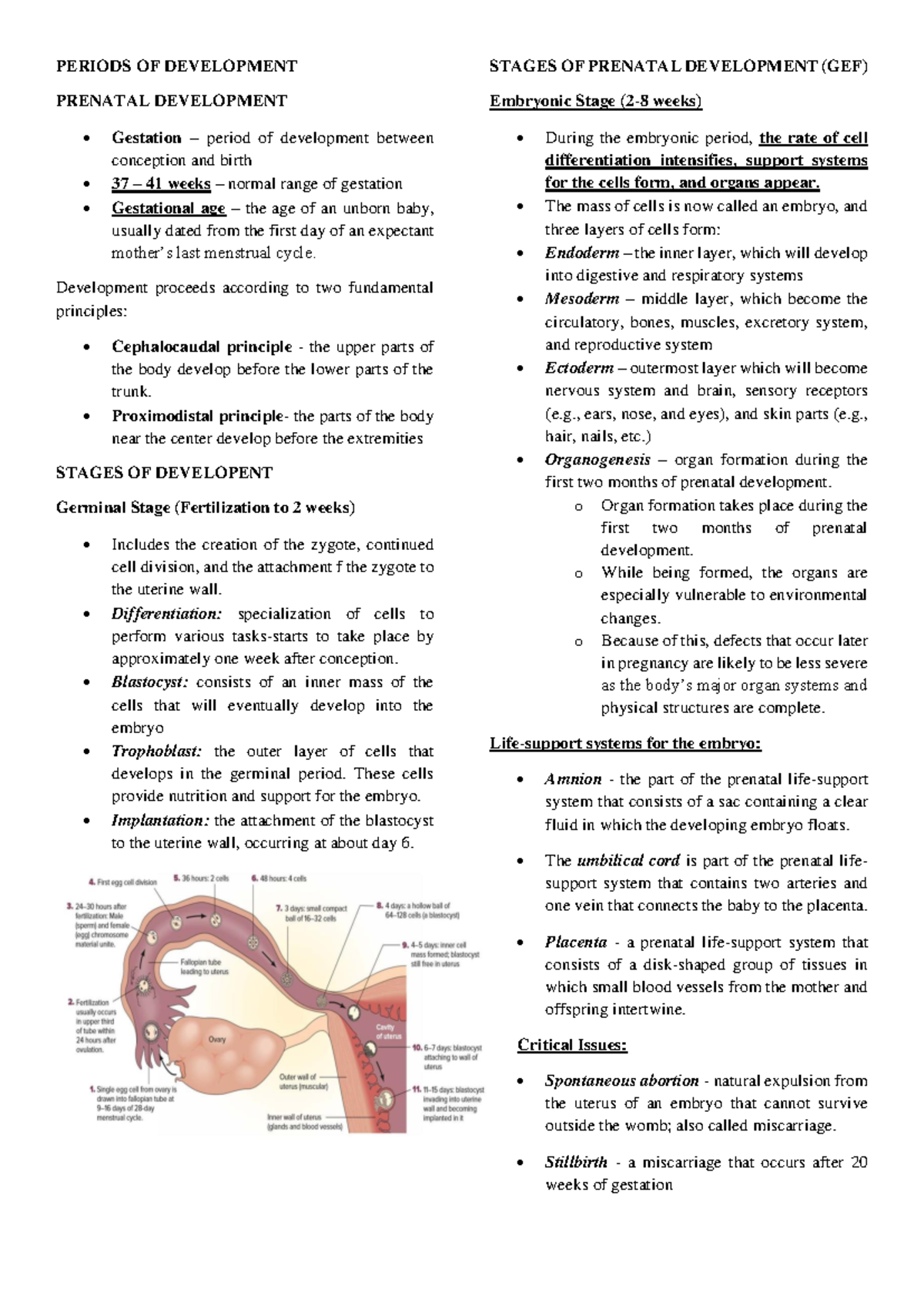 Periods OF Development - PERIODS OF DEVELOPMENT PRENATAL DEVELOPMENT ...