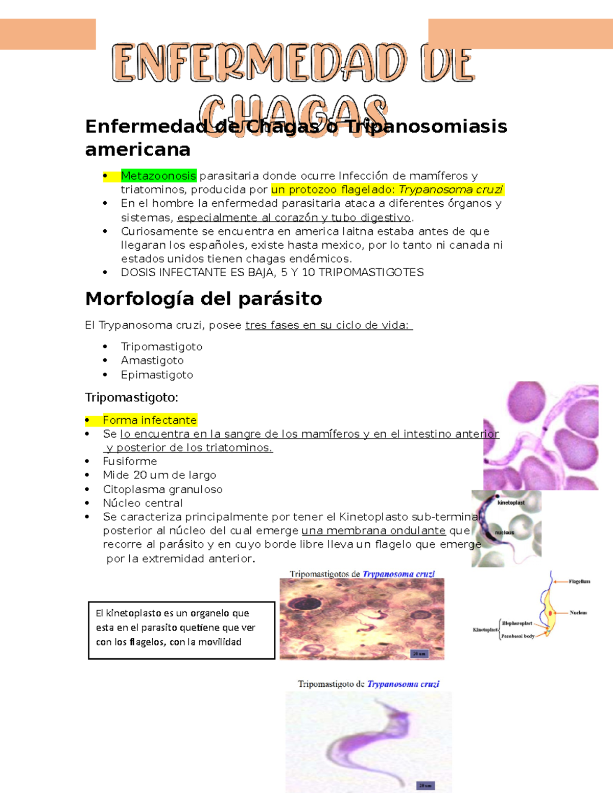 Enfermedad de chagas - El kinetoplasto es un organelo que esta en el ...