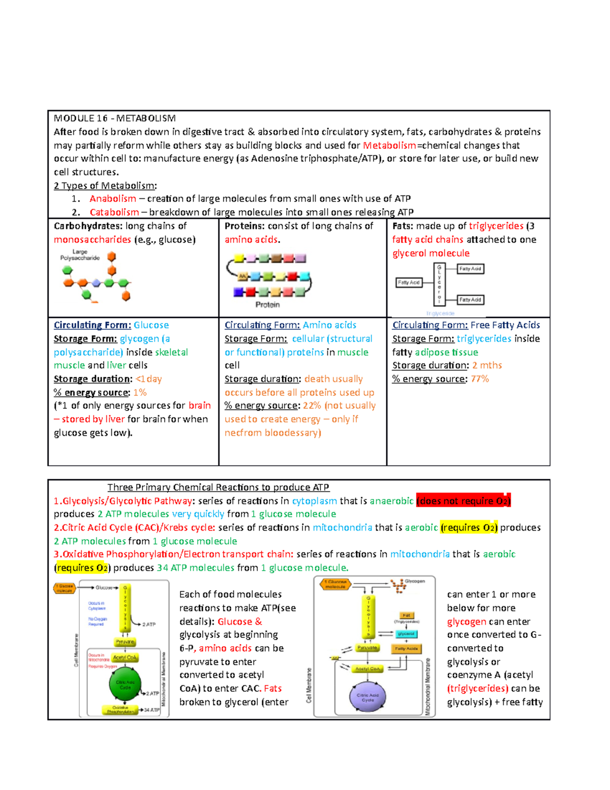 Module 16 (Metabolism) notes - MODULE 16 - METABOLISM After food is ...