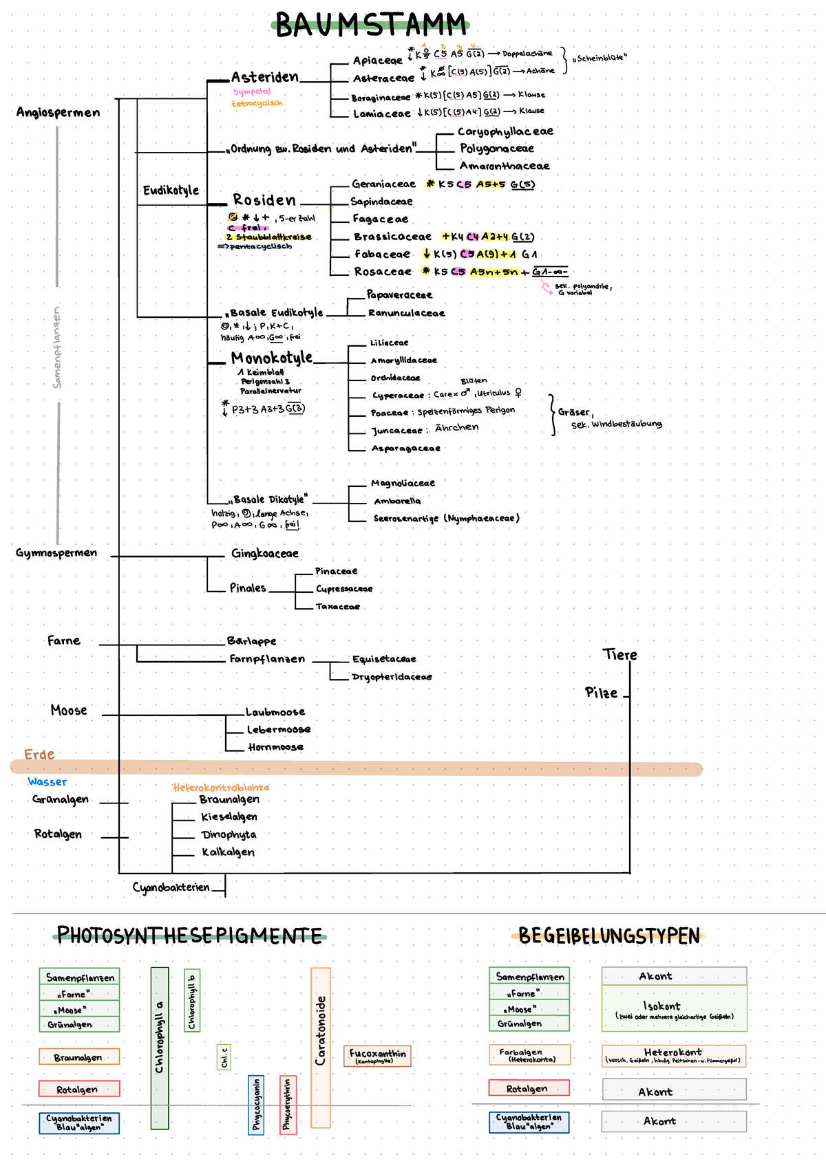 Stammbaum - SS2022 - SAU STAMM Apiaceae #KÄCÖAÖGÜ) >Doppeiacnäne ...