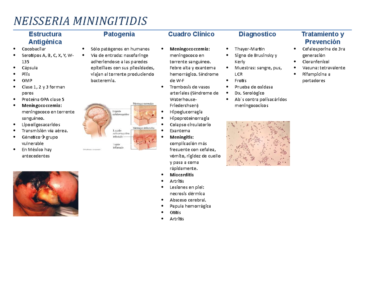 3. Neisseria Miningitidis - NEISSERIA MININGITIDIS Estructura ...