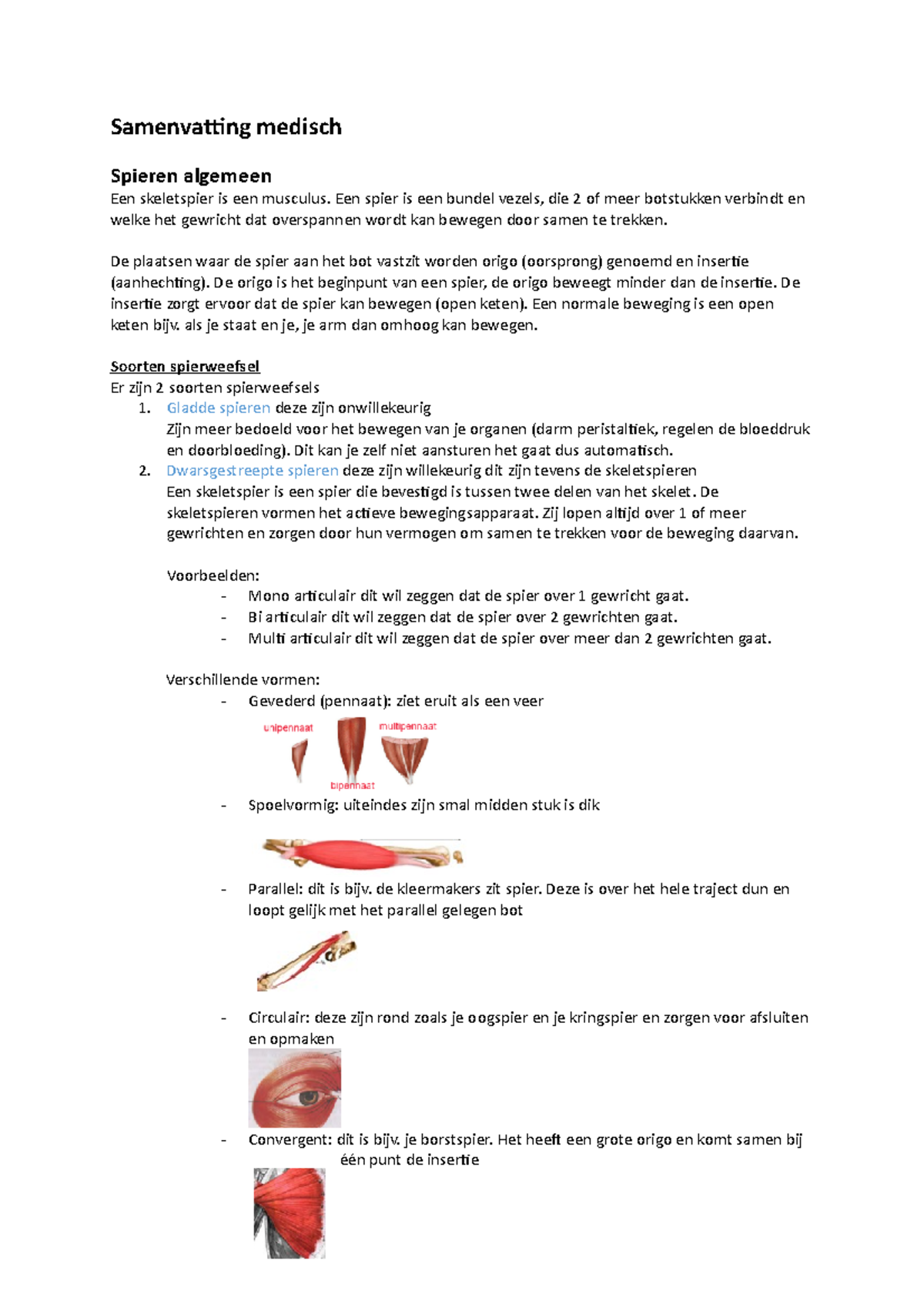 Anatomie spieren - Samenvatting medisch Spieren algemeen Een ...
