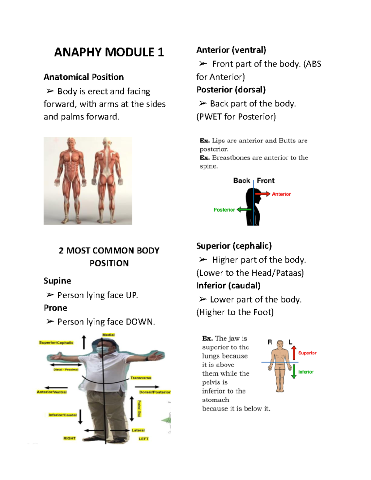 Anaphy MOD 1 - anatomical positioning - ANAPHY MODULE 1 Anatomical ...