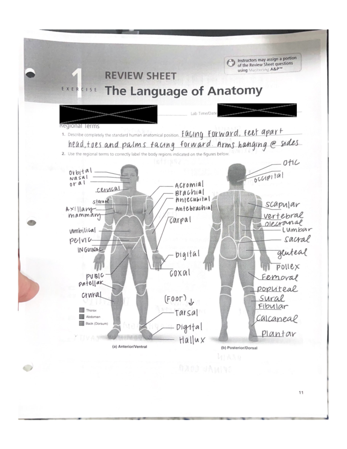 The Language of Anatomy - ANT201 - Studocu