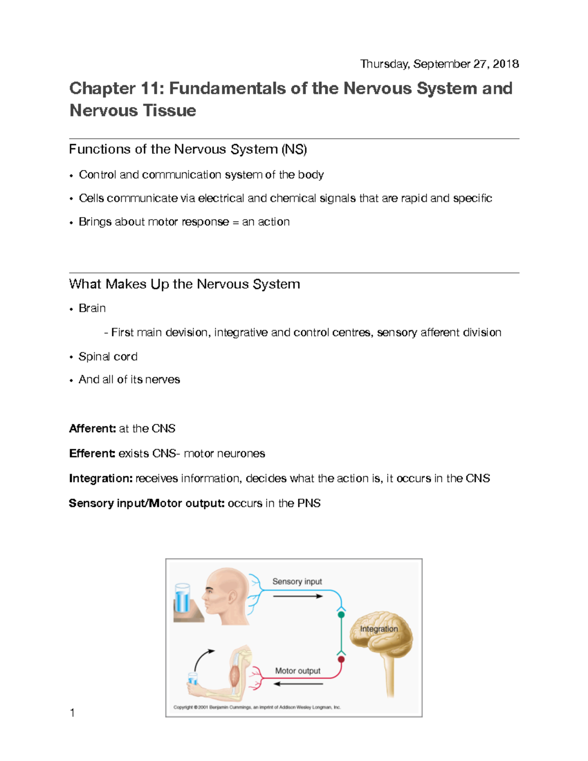 Chapter 11: Fundamentals of the Nervous System and Nervous Tissue ...