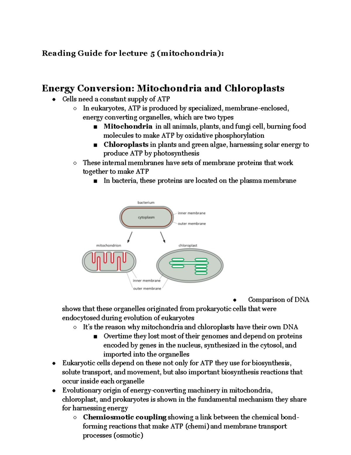 Energy Conversion - Mitochondria and Chloroplasts (Summary) - Reading ...