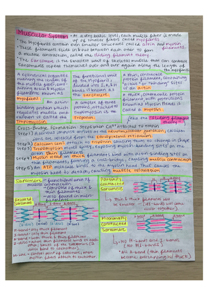 Muscular System Study Guide - Muscular System Study Guide ...
