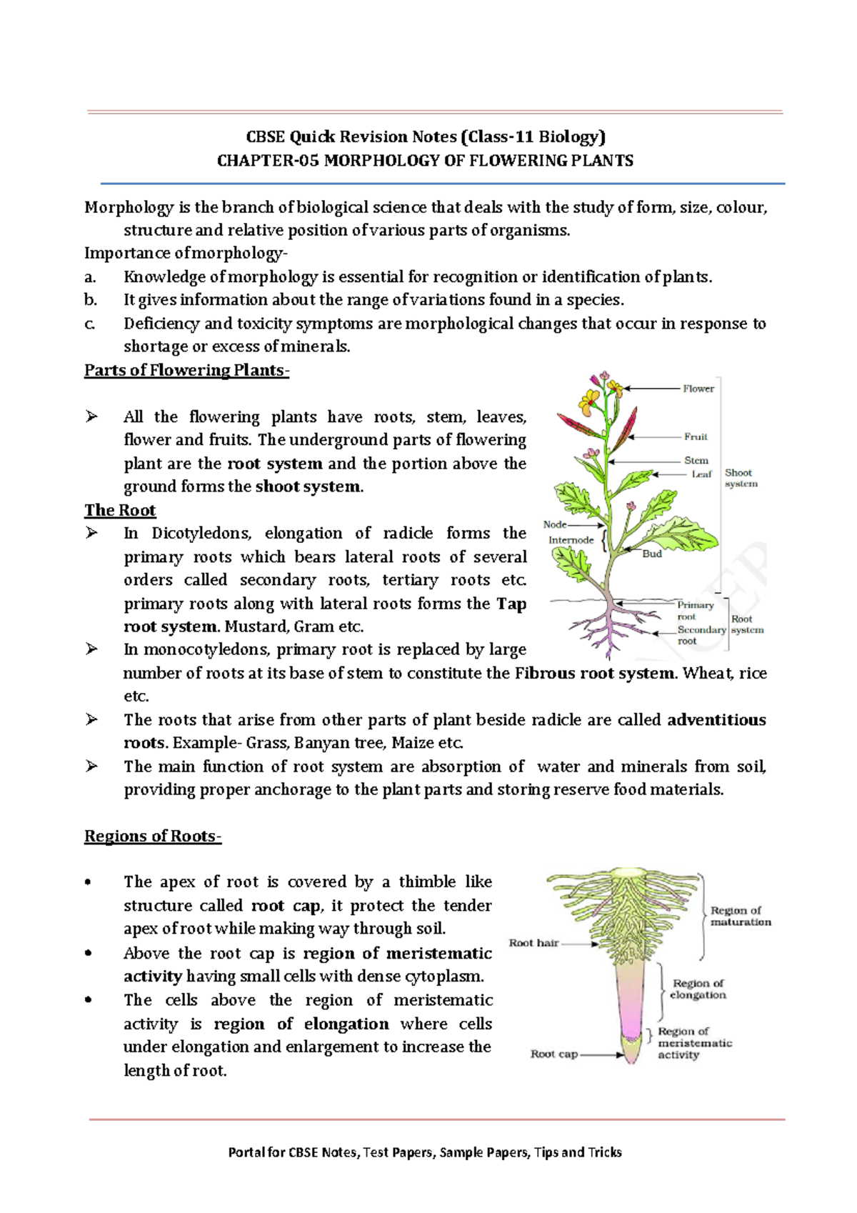 11 biology notes ch05 morphology of flowering plants - CBSE Quick ...