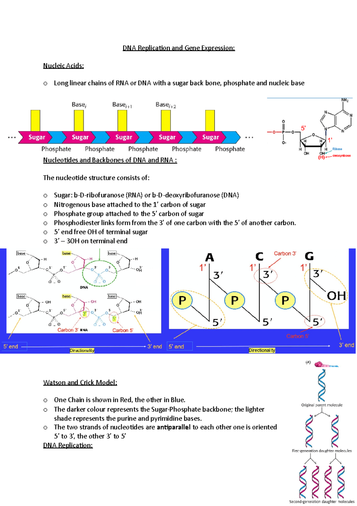 DNA Replication and Gene Expression - DNA Replication and Gene ...
