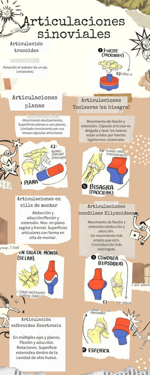 Estructura tabla - cvbnm - MÚSCULOS INSERCIÓN PROXIMAL (ORIGEN ...