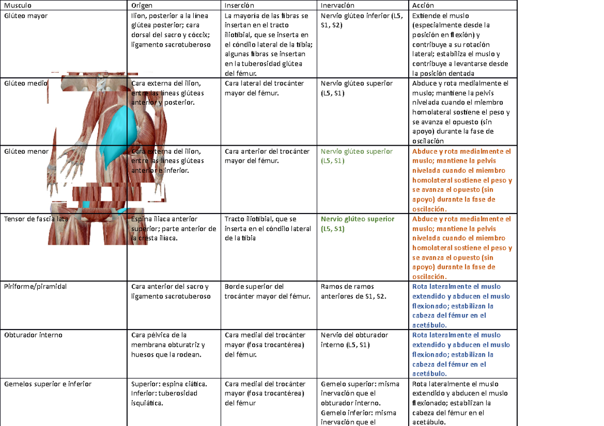 Músculos Osteomuscular - Musculo Origen Inserción Inervación Acción ...