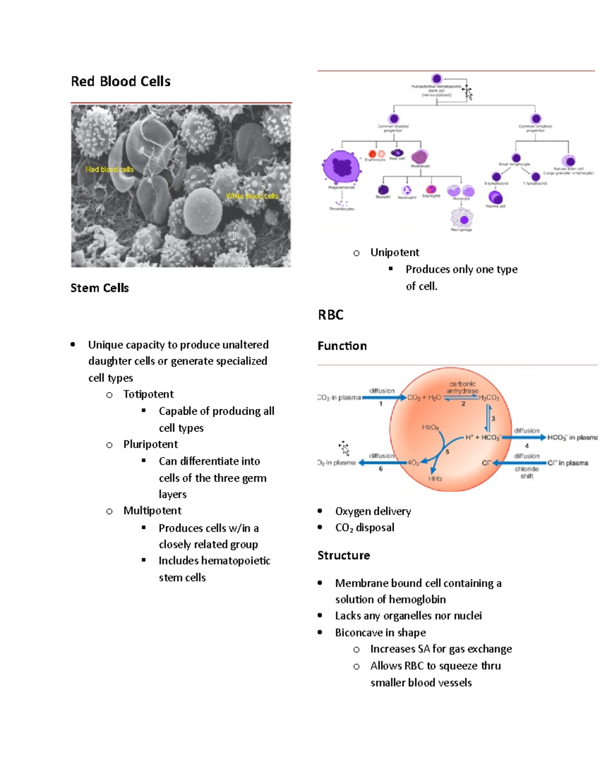 BIO 04-05-07-2021-RED-AND- White- Blood- Cells- Notes - Red Blood Cells ...