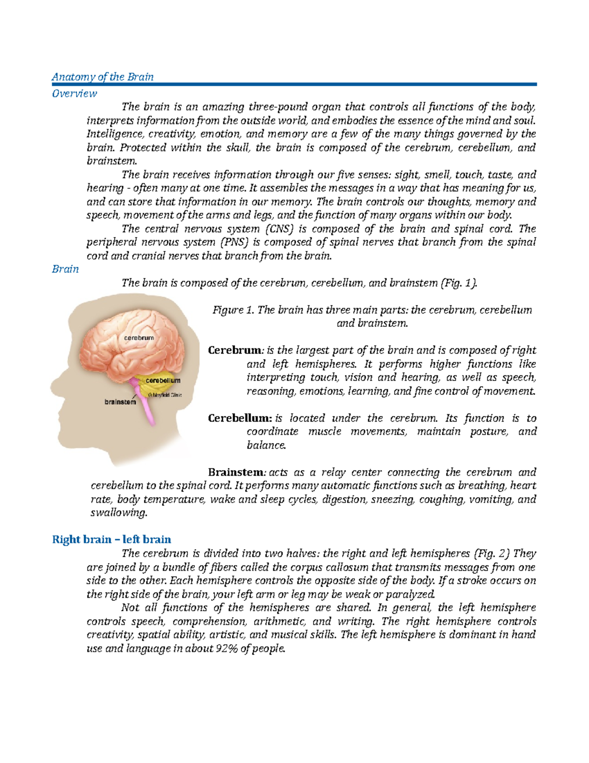Anatomy of the Brain - Summary - Anatomy of the Brain Overview The ...