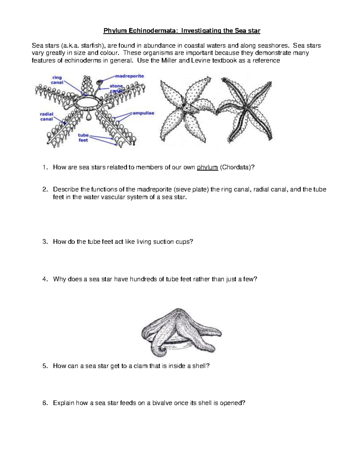Phylum Echinodermata - Investigating the Seastar - k. starfish), are ...
