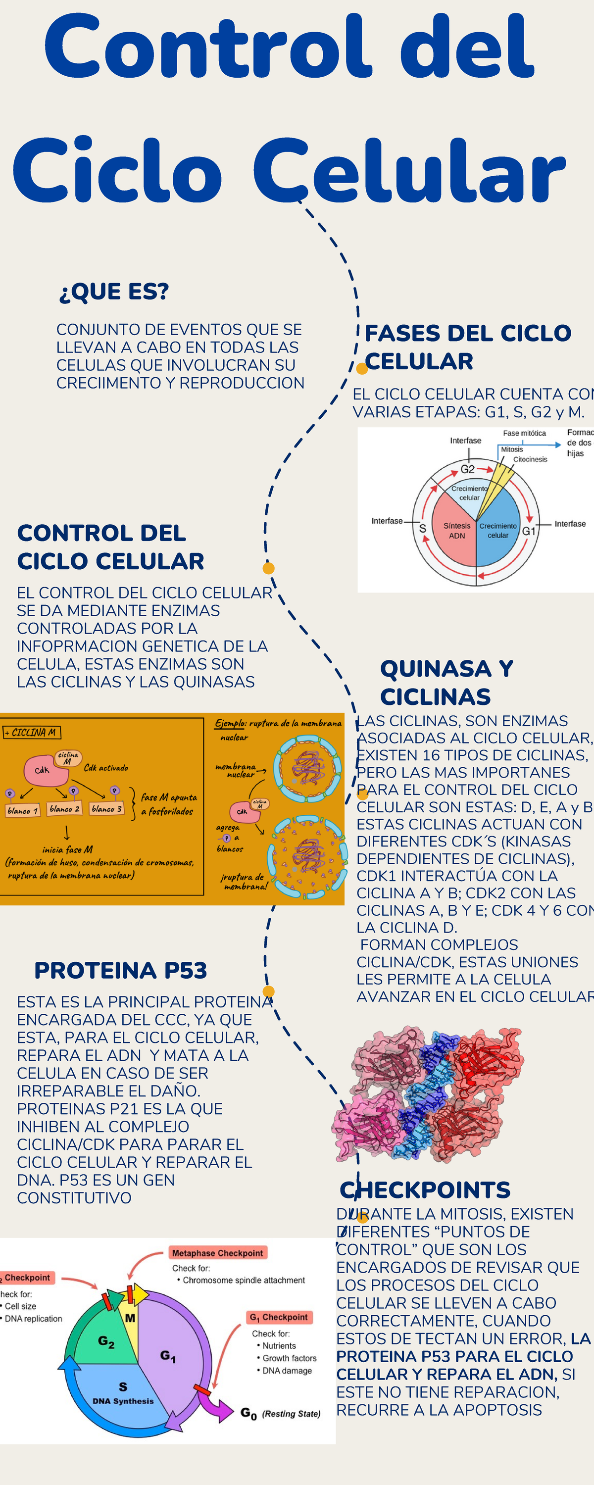 Infograma control ciclo celular - ¿QUE ES? Control del Ciclo Celular PROTEINA P CONTROL DEL ...