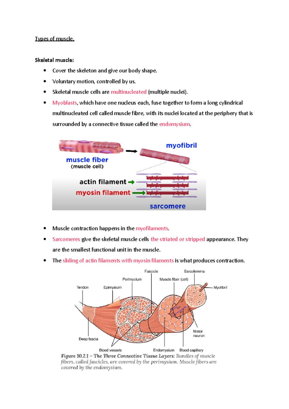Human Structure Exam Revision - Types of muscle. Skeletal muscle: Cover ...
