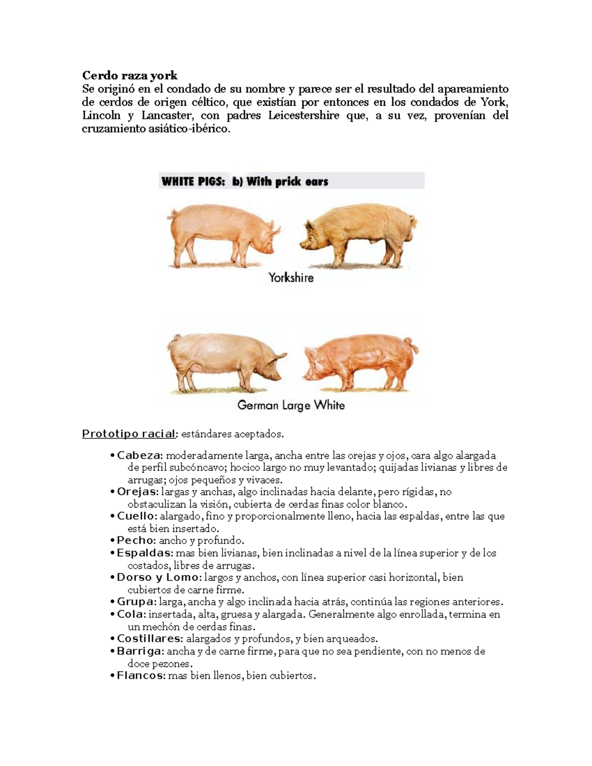 Zootecnia cerdo - Espero les guste - Cerdo raza york Se originó en el ...