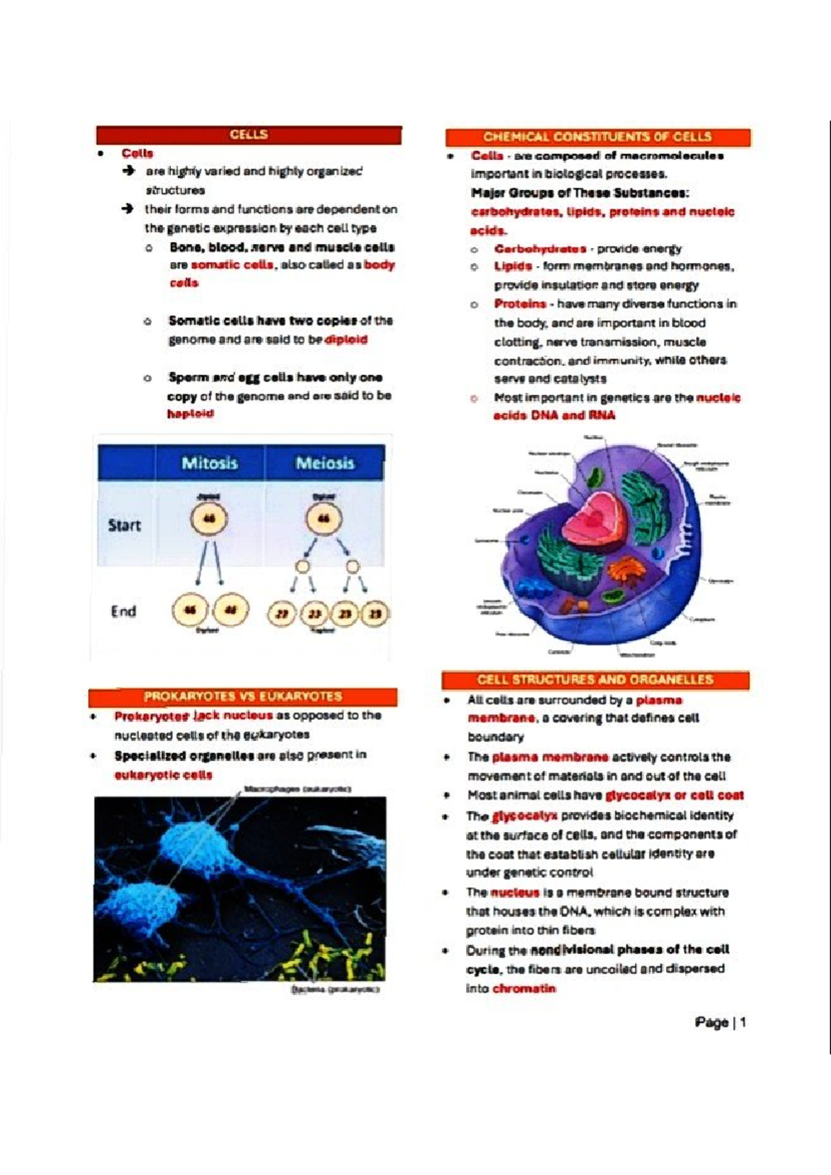 Cells - structures Major Groups of These Substances: their forms and ...