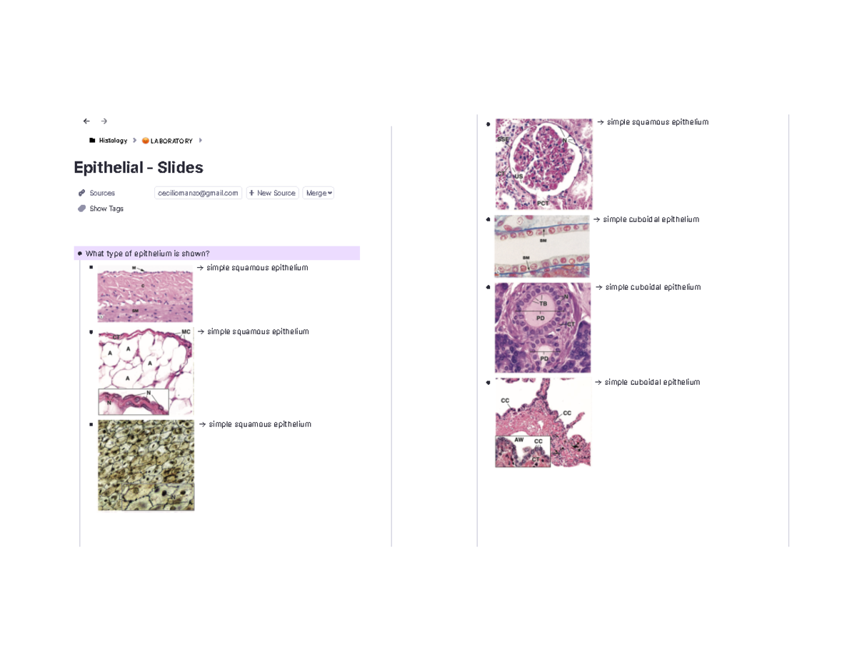 Epithelial tissue lab slides compilation - Histology LABORATORY Sources ...