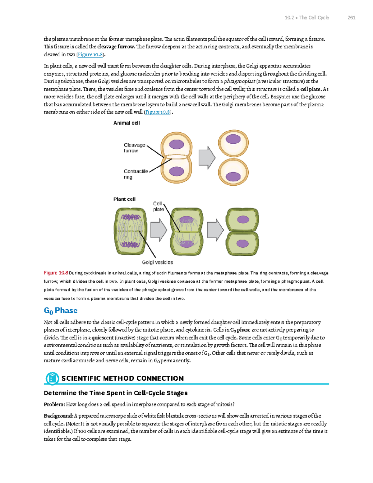 Chapter 10 Cell Reproduction Part 4 - the plasma membrane at the former ...