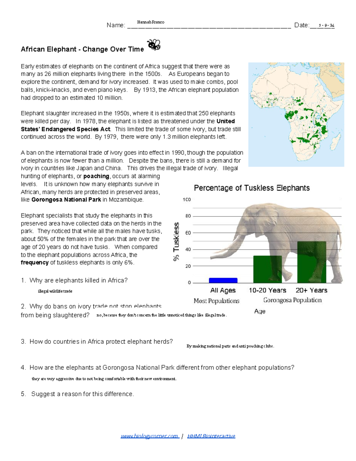 Kami Export - Evolution - elephant tusks - Name