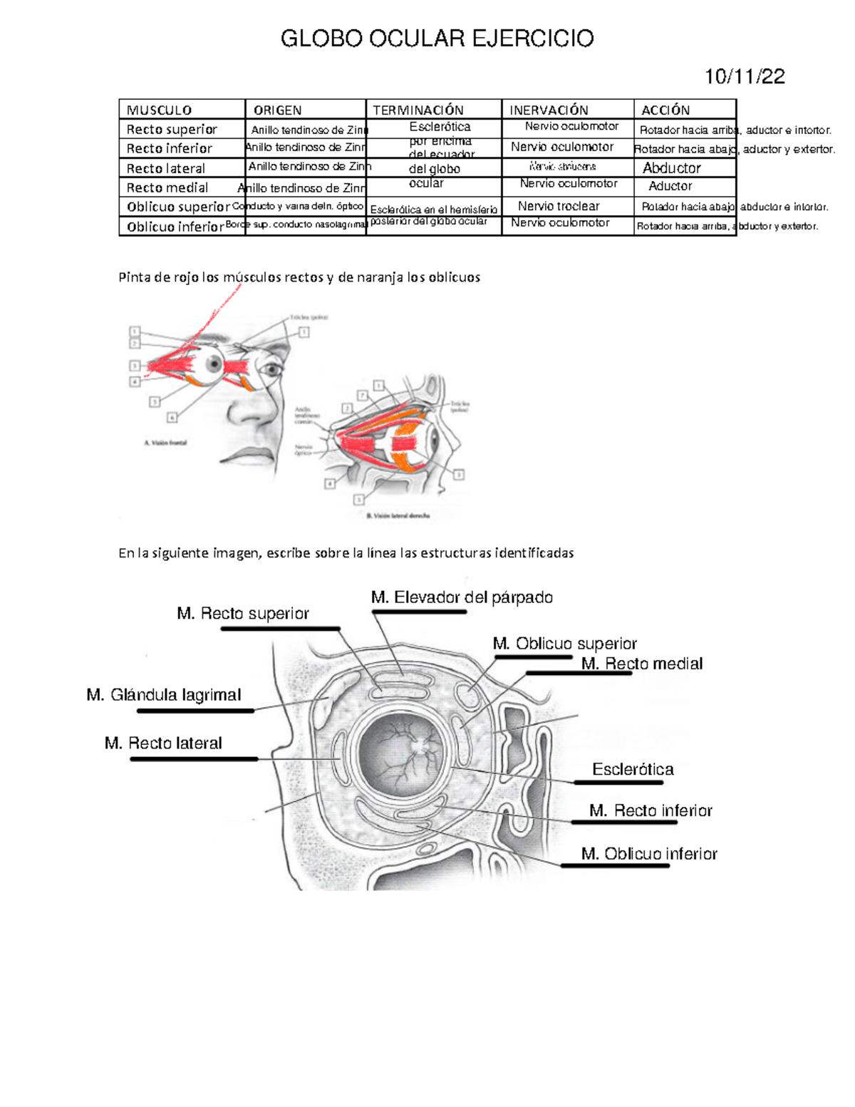 Globo ocular ejercicios - MUSCULO ORIGEN TERMINACIÓN INERVACIÓN ACCIÓN ...