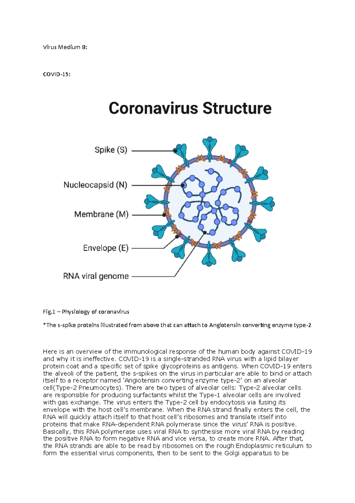 Virus Medium B - Description of covid's infection pathway - Virus ...