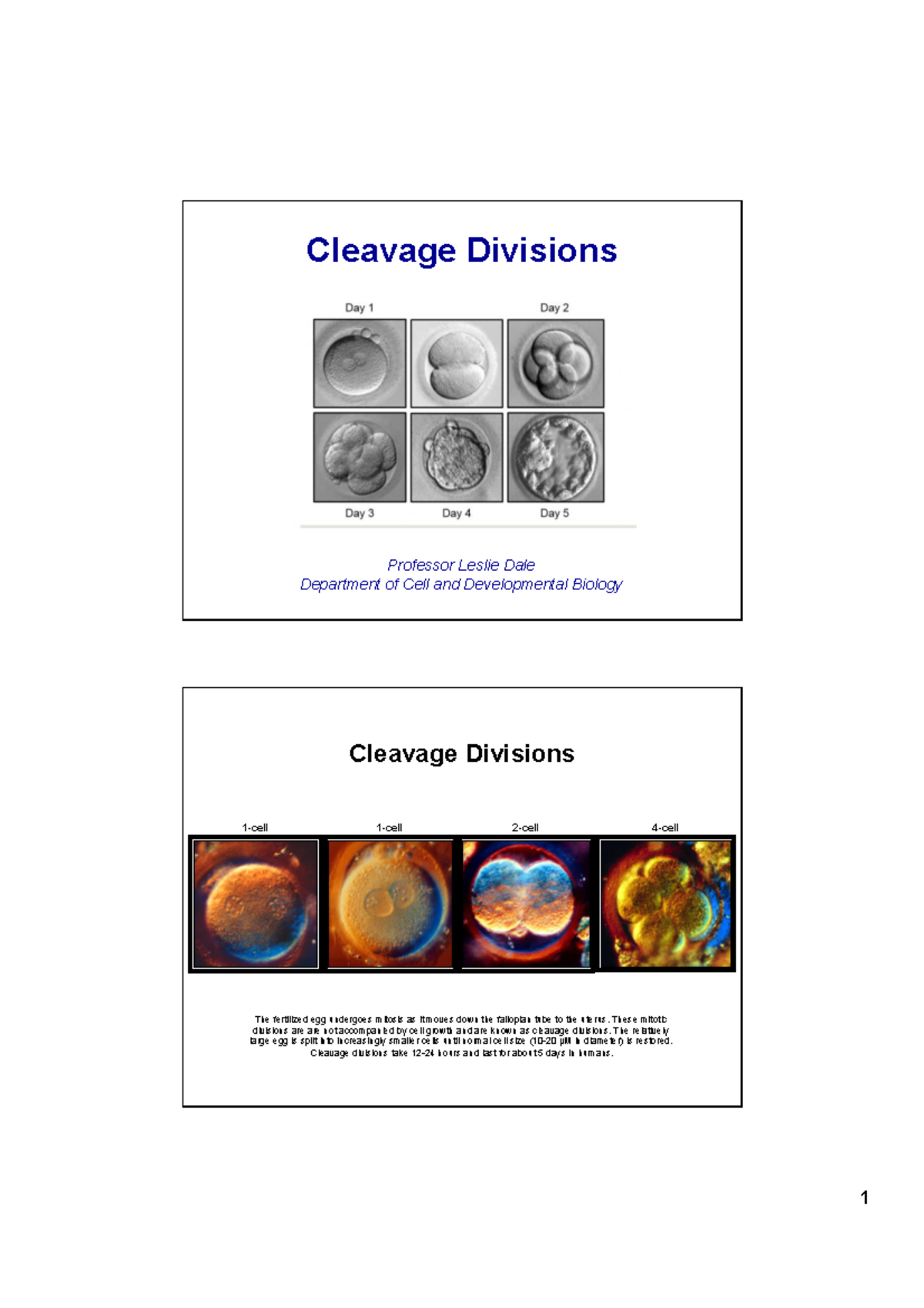 Cleavage Divisions 2020 - Cleavage Divisions Professor Leslie Dale ...