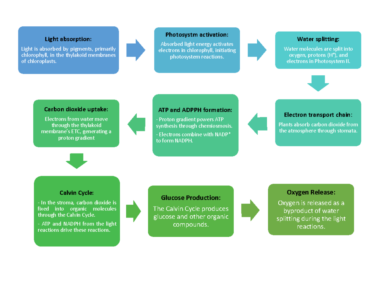 Photosynthesis flowchart - Light absorption: Light is absorbed by ...