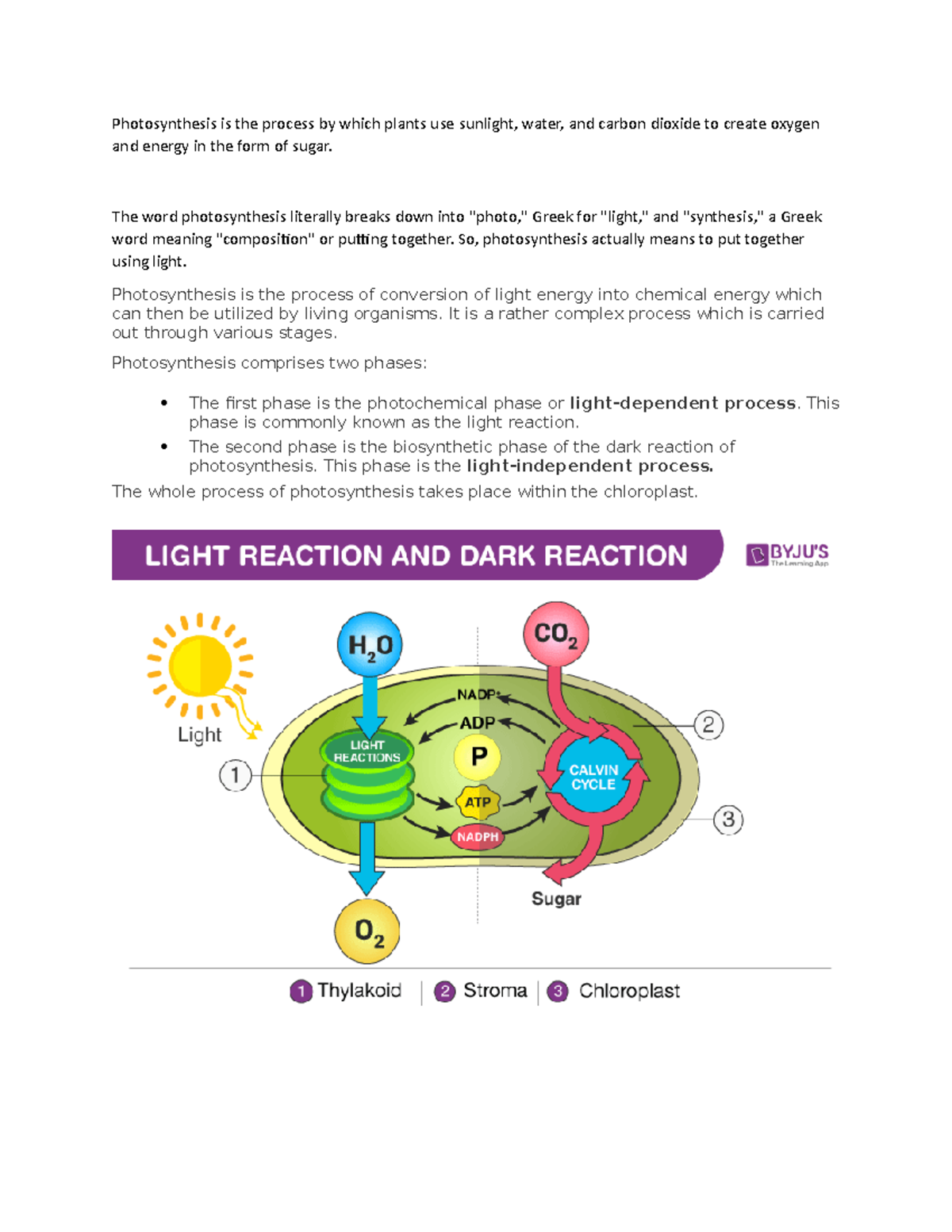 Photosynthesis- Lightdark - Photosynthesis is the process by which ...