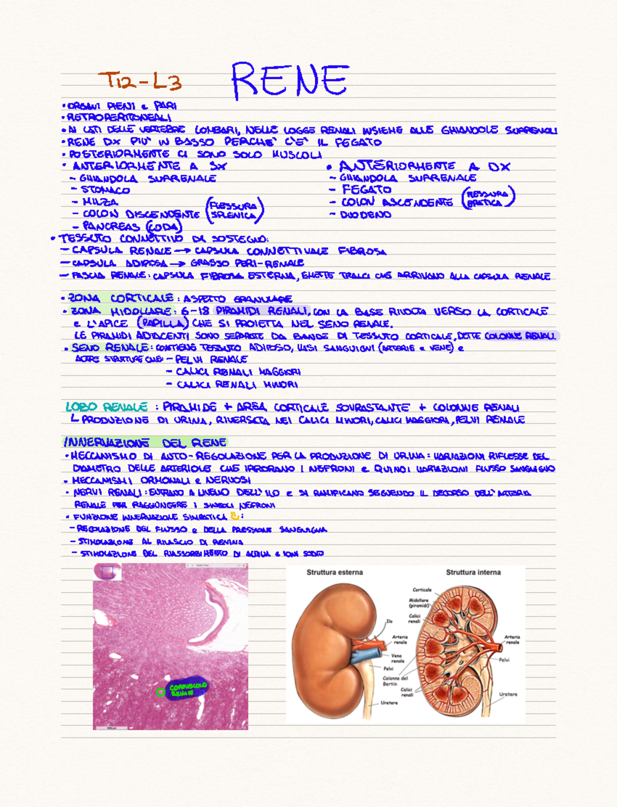 Urinario - riassunti e schemi di micro e macro - Tia 23 RENE ORGANI ...