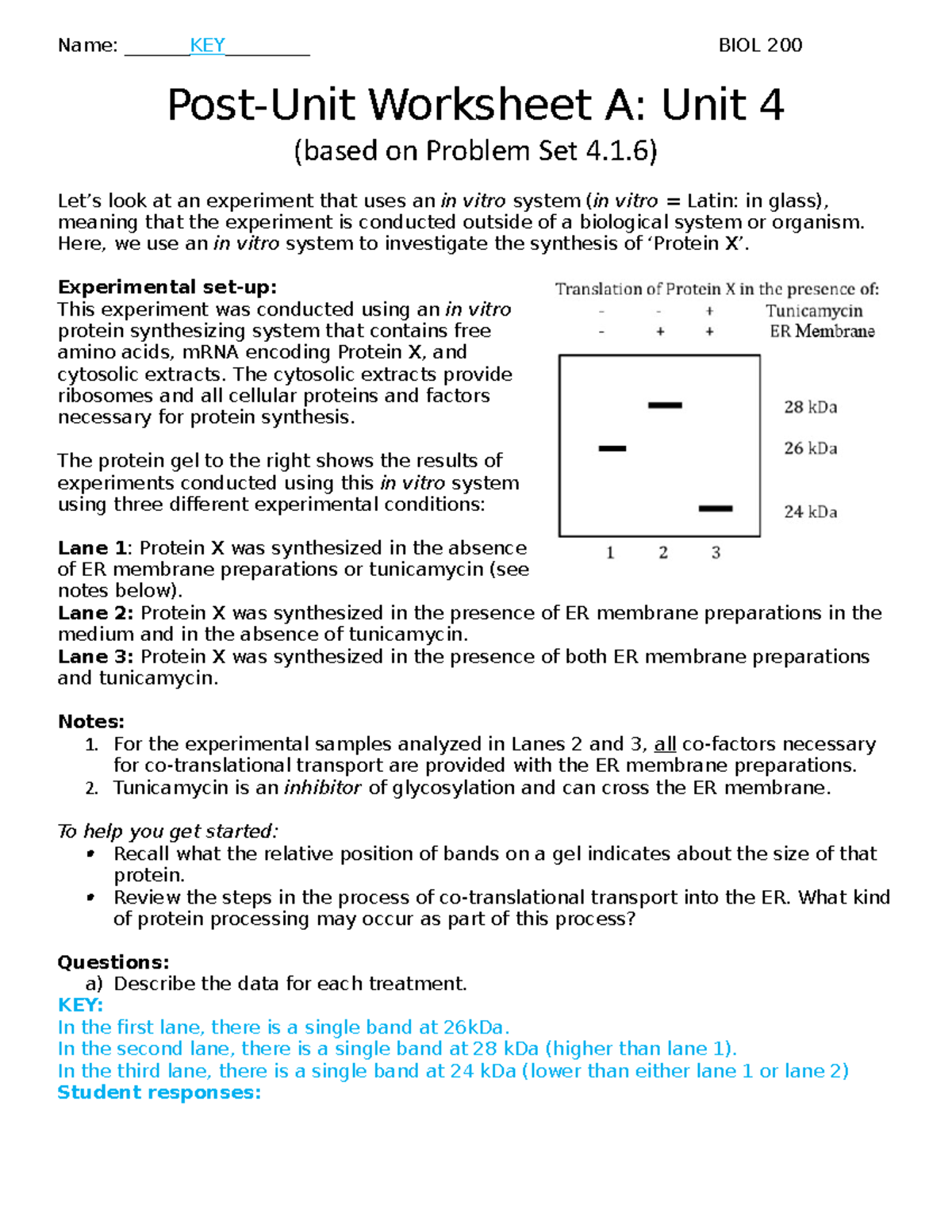 Post UW Unit4A KEY - unit 4 key - Name: KEY__ BIOL 200 Post-Unit Worksheet A: Unit 4 (based on ...