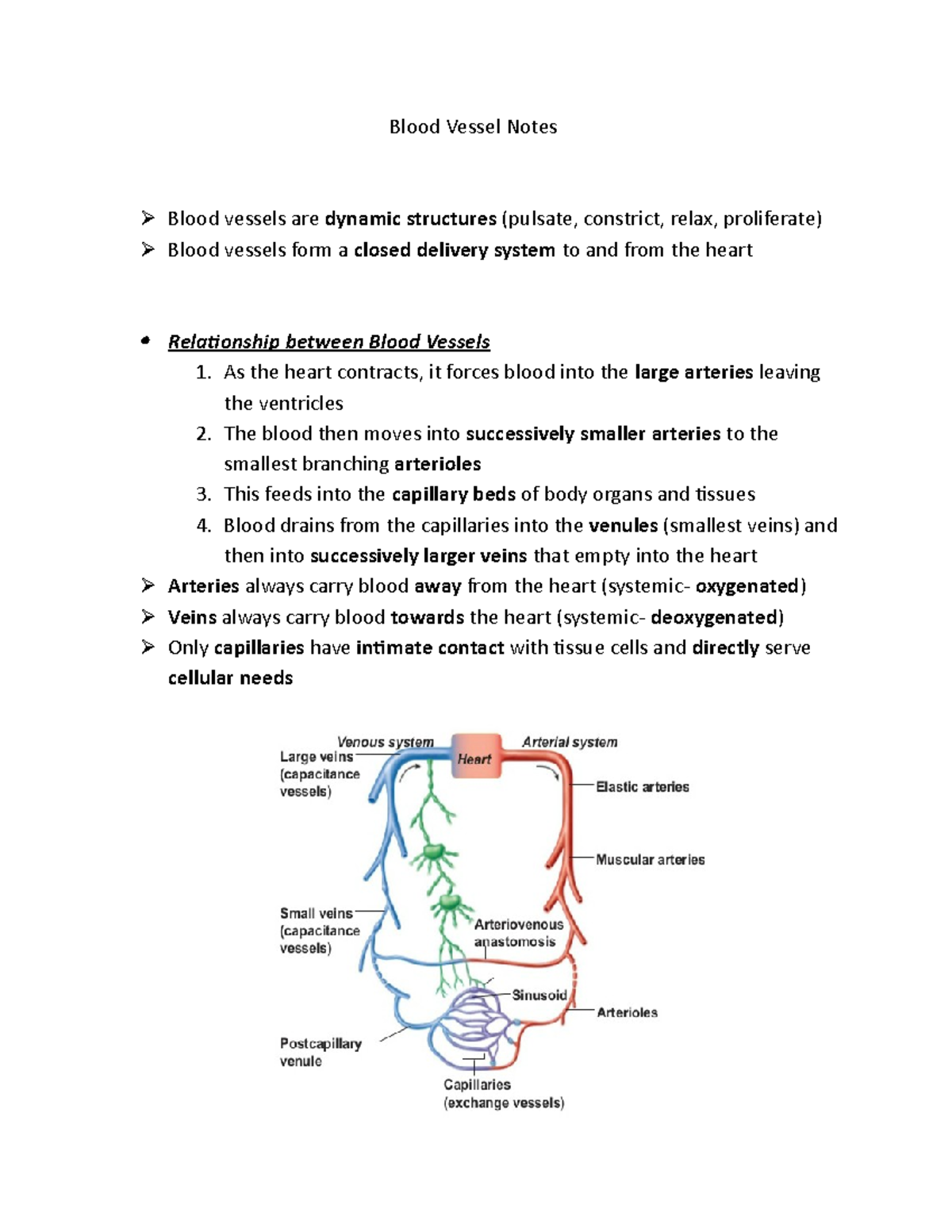 Week 7 Notes (Blood Vessel) - Blood Vessel Notes Blood vessels are ...