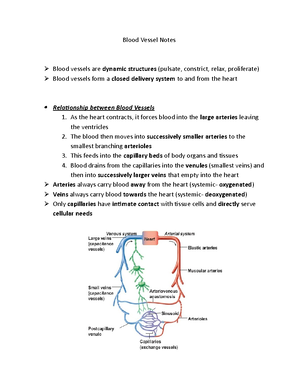 Veins and Arteries Anatomy - ANP1105 - Studocu