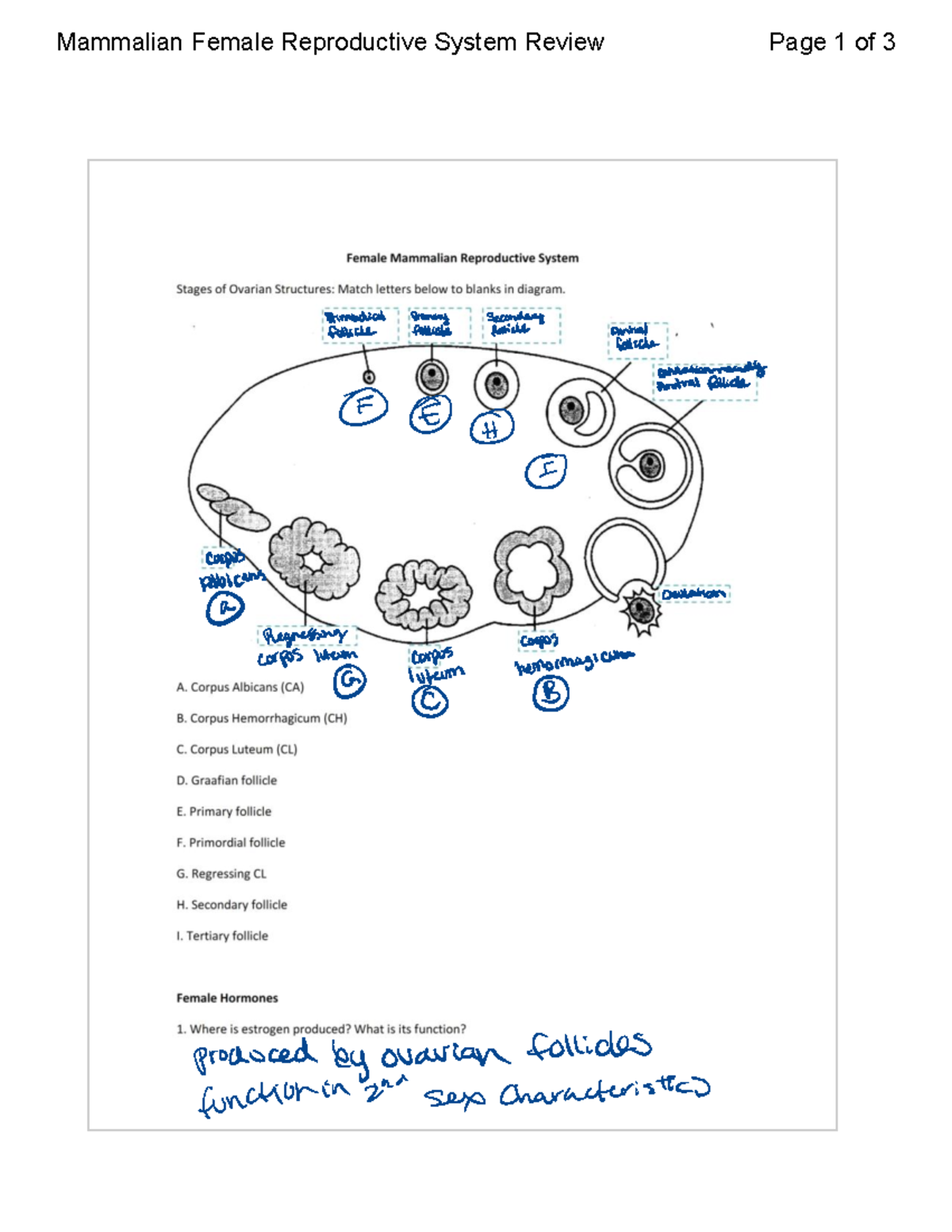 Female+Repro+Review - An s 214 lab - Mammalian Female Reproductive ...