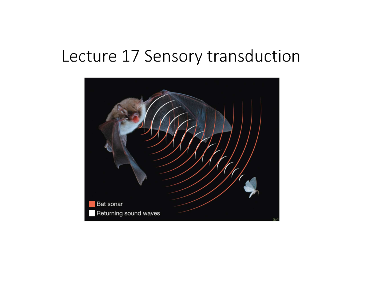 Lecture 17 sensory systems - Lecture 17 Sensory transduction Sensory ...