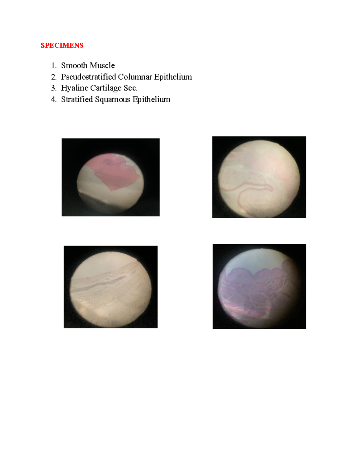General Zoology - Reviewer - SPECIMENS 1. Smooth Muscle 2 ...