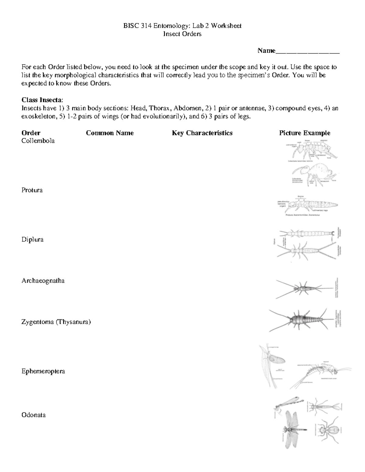 Lab2 Orders Worksheet - Lab Assignment - BISC 314 Entomology: Lab 2 ...