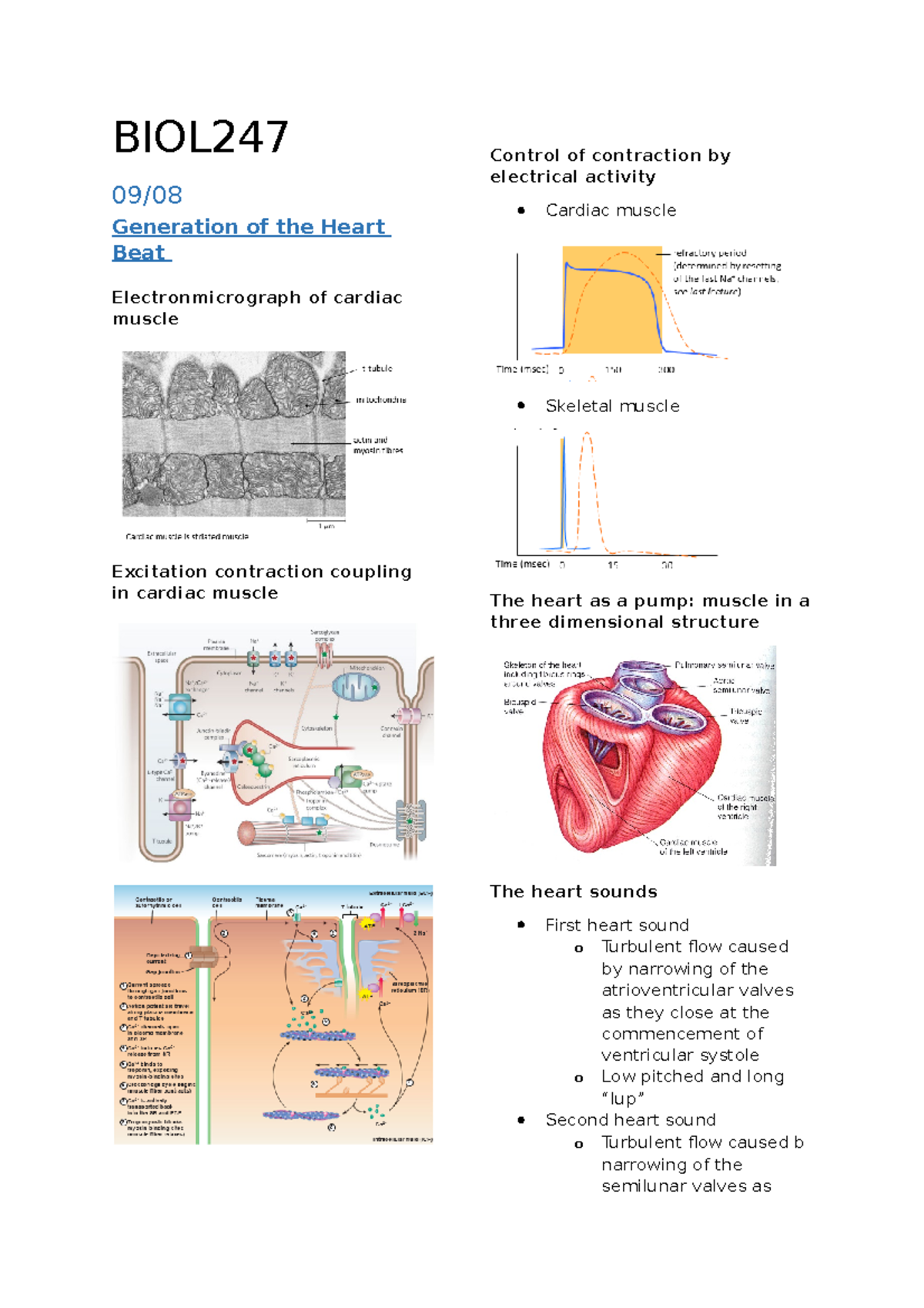 Lecture 3 - BIOL 09/ Generation of the Heart Beat Electronmicrograph of ...