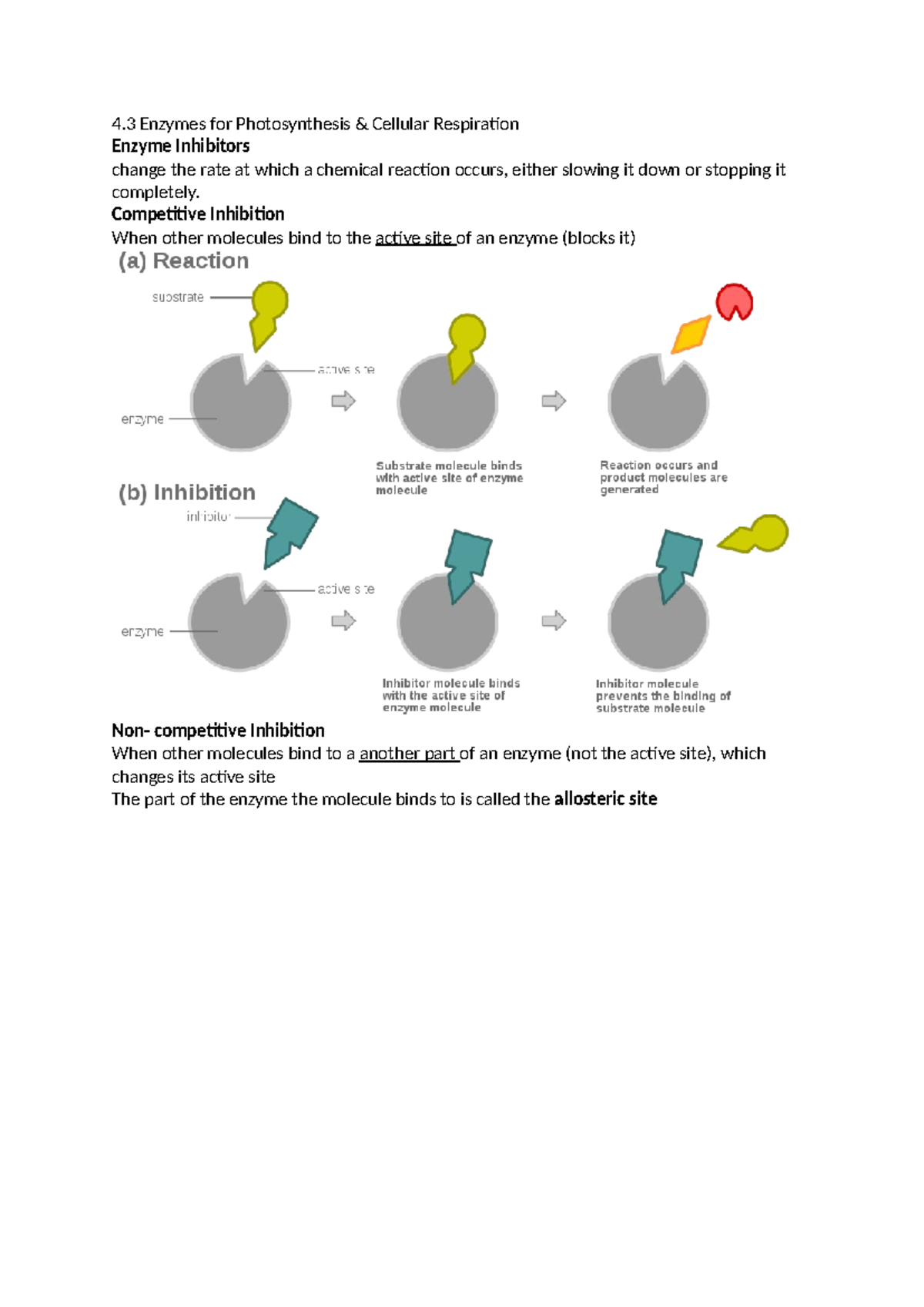 Enzymes for photosynthesis and cellular respiration - 4 Enzymes for ...