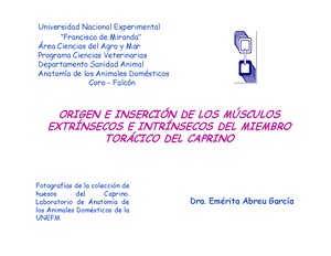 Guía Práctica - Músculos del Cuello - TEORICO PRÁCTICO MÚSCULOS AXIALES ...