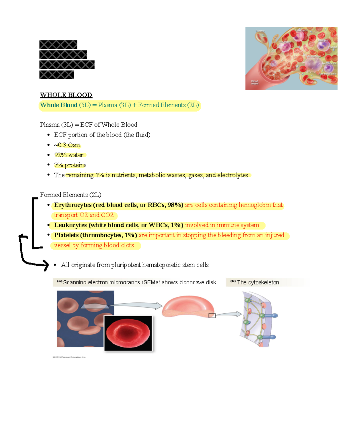 Day 3 Notes - Bio 213 - WHOLE BLOOD Whole Blood (5L) = Plasma (3L ...