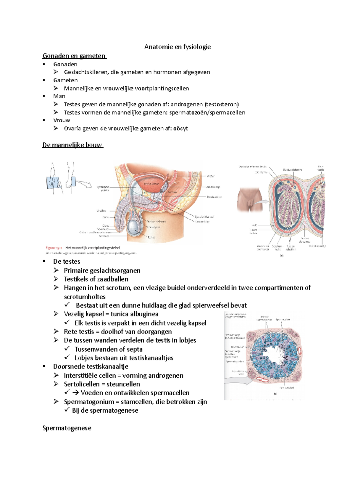 Hoofdstuk 19, het voortplantingstelsel - Anatomie en fysiologie Gonaden ...