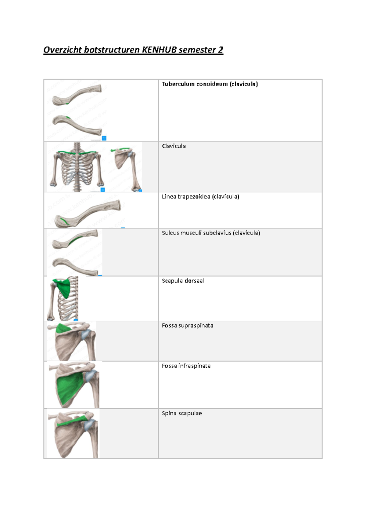 Overzicht botstructuren Kenhub - Overzicht botstructuren KENHUB ...