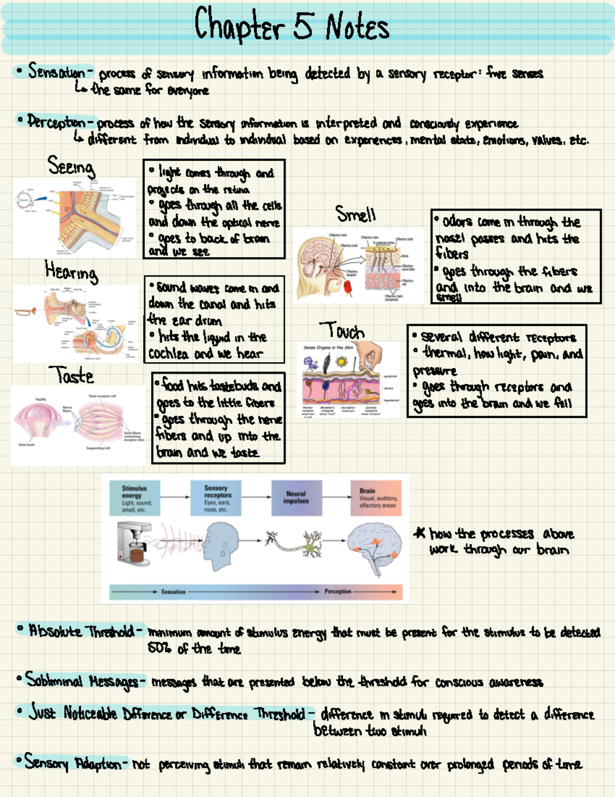 Chapter 5 Notes - smell, taste, see, touch, hear - Chapter 5 Notes ...